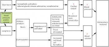 6.9 Homeostatic Regulation of the Vascular System – Fundamentals of ...