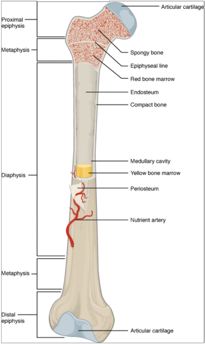 10-3-bone-structure-fundamentals-of-anatomy-and-physiology
