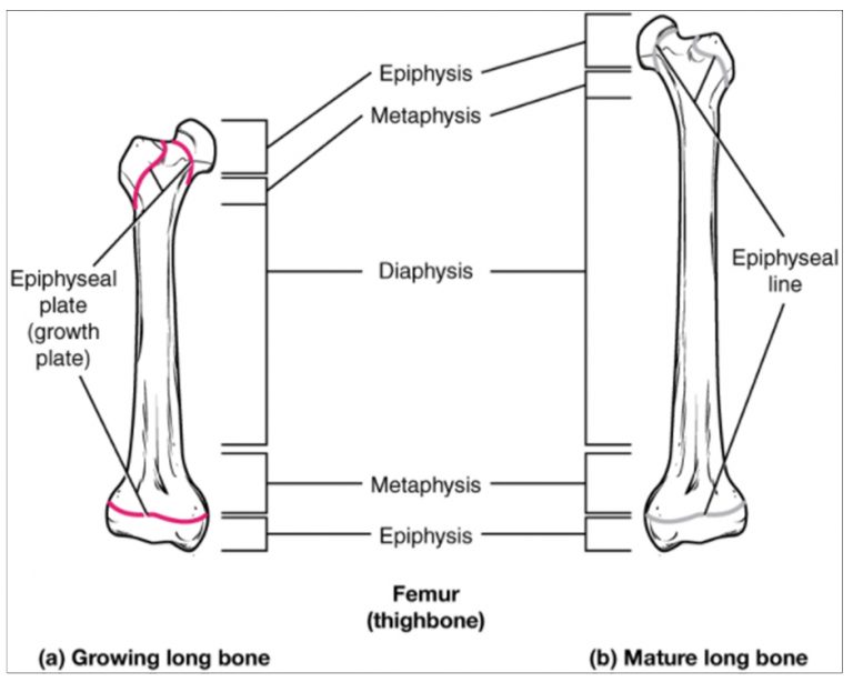 10.4 Bone Formation and Development – Fundamentals of Anatomy and ...