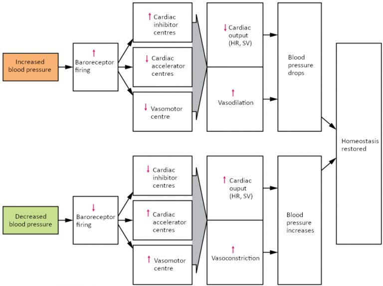 6.9 Homeostatic Regulation of the Vascular System – Fundamentals of ...
